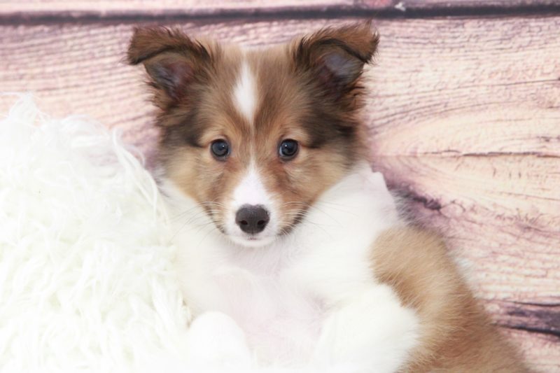 Shetland Sheepdog Puppies for Sale | Georgia Puppies Online