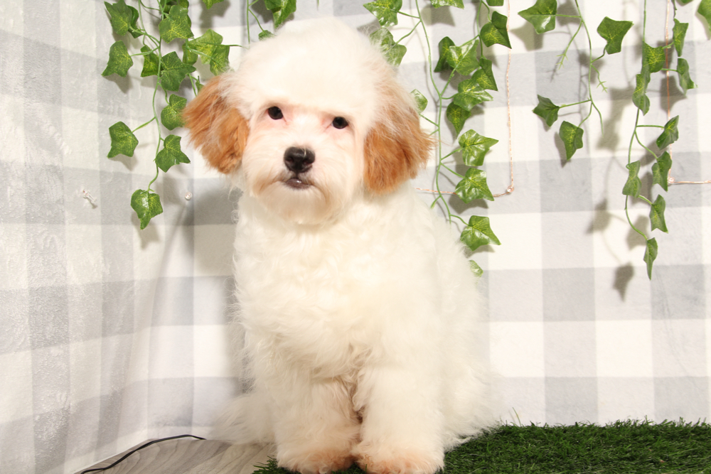 Dasher - Intelligent White/Brown Male Shih-Poo Puppy - Georgia Puppies ...