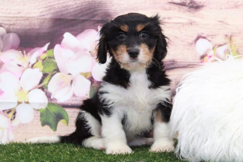 Cavanese Puppies for Sale in Georgia | GA Puppies Online