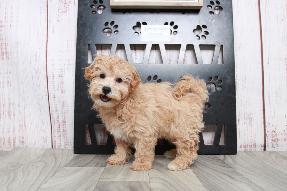 Astro- Handsome Red Male Hava-Poo Puppy - Georgia Puppies Online