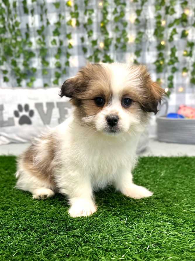 Christa - Tri Female Teddy Bear Puppy for Sale in Georgia - Georgia ...