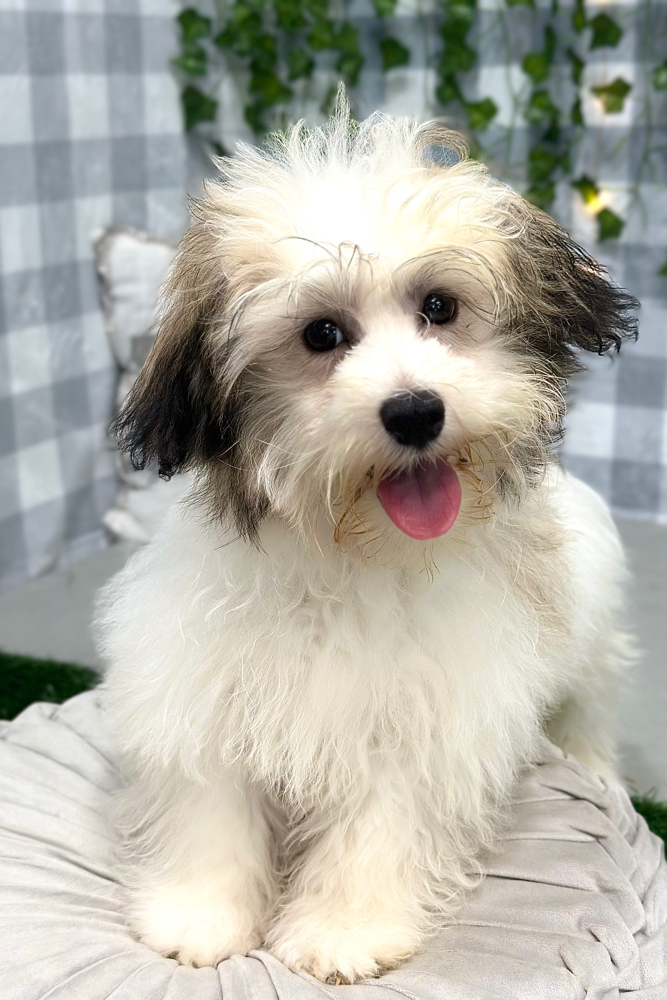 Havamalt Puppies for Sale | Georgia Puppies Online